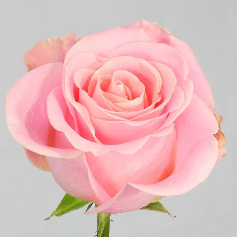 Роза Хермоза Фото – Telegraph